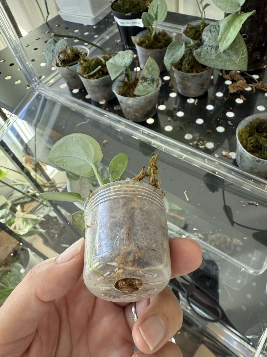 Yahoo!オークション - 【Kazuのメダカ睡蓮ビオトープ】スキンダプサス...