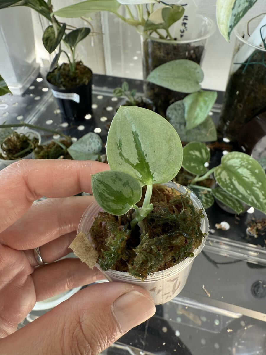 Yahoo!オークション - 【Kazuのメダカ睡蓮ビオトープ】スキンダプサス...