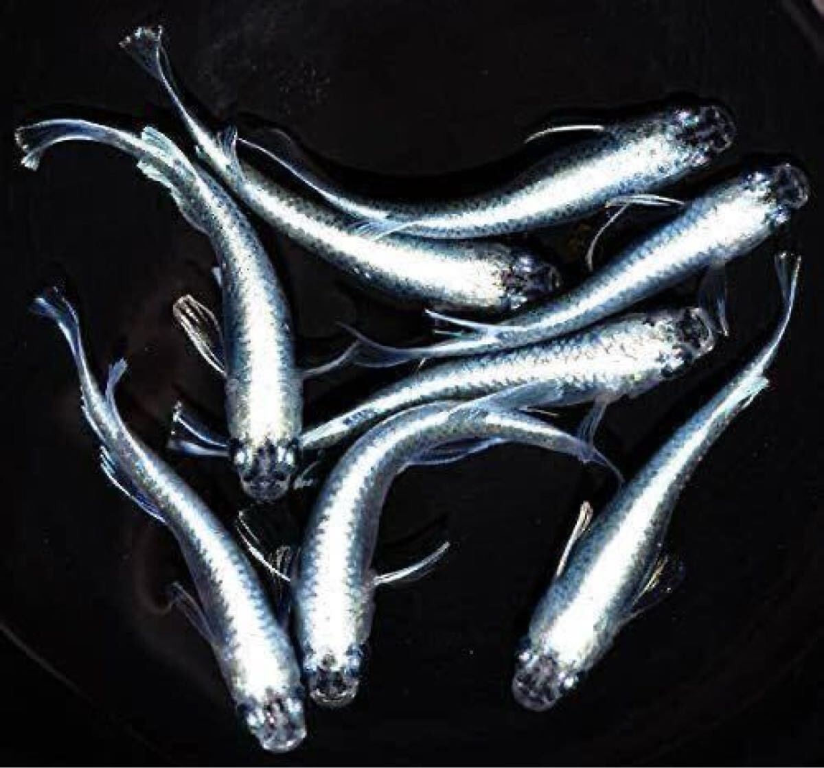 Yahoo!オークション - 【悠叶メダカ】 幹之 青みゆき 白みゆき メダカ...