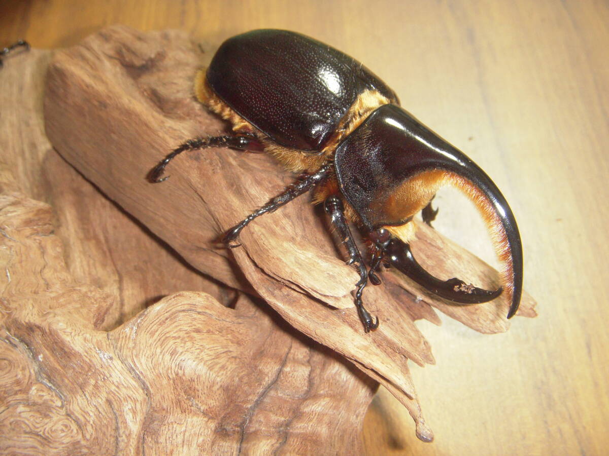 Yahoo!オークション - サタンオオカブト CBF1 ペア ♂約93mm ♀約59mm ...