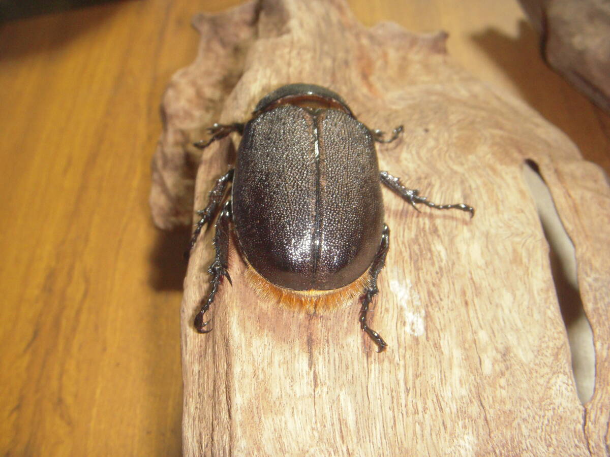 Yahoo!オークション - サタンオオカブト CBF1 ペア ♂約93mm ♀約59mm ...