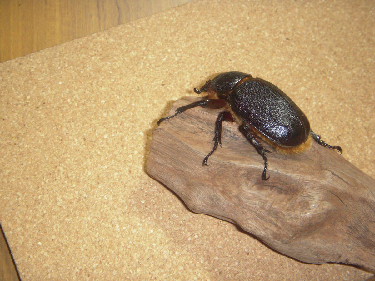 Yahoo!オークション - サタンオオカブト ♀1頭 CBF1 約56mm 後食済