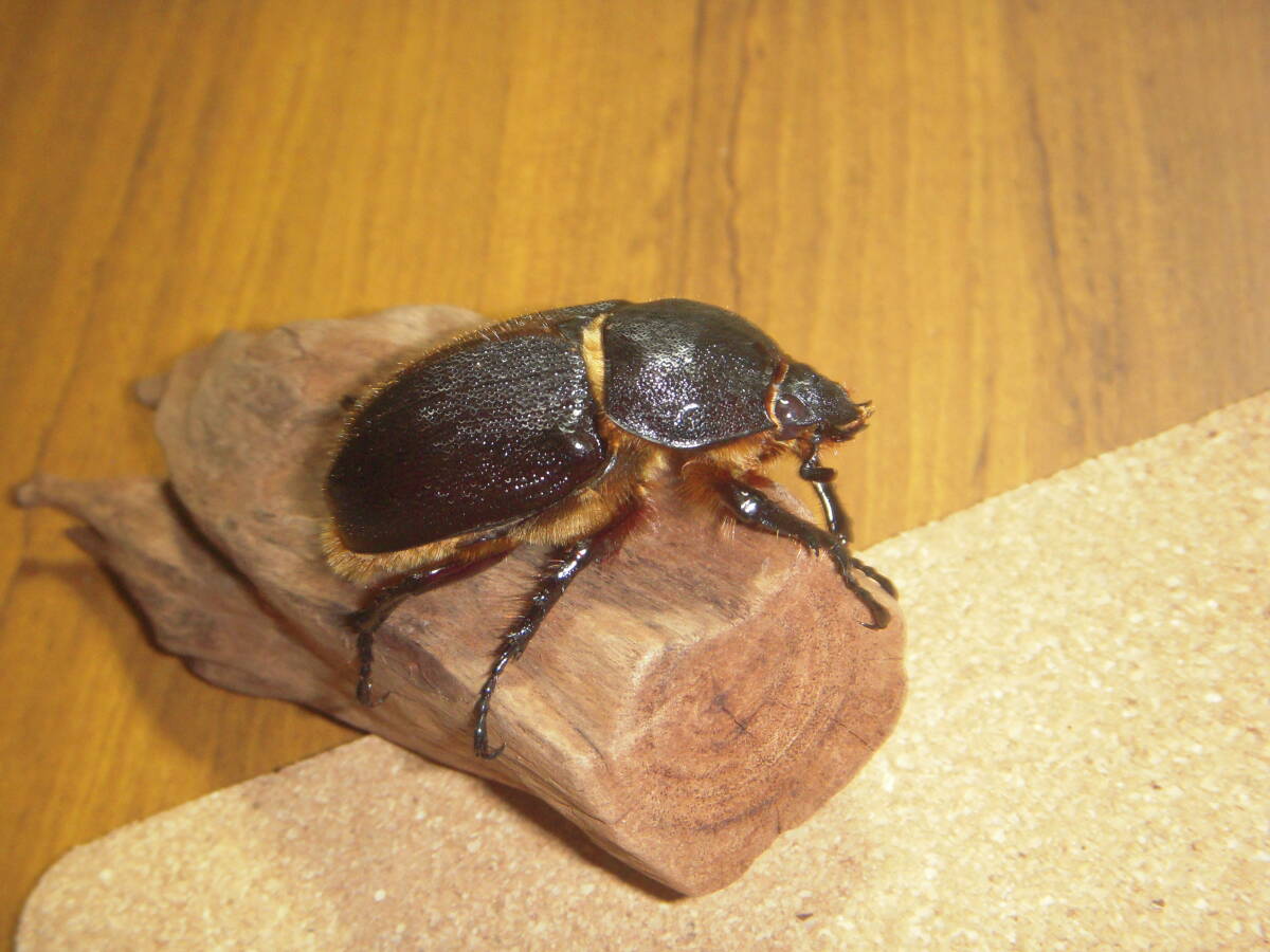 Yahoo!オークション - サタンオオカブト ♀1頭 CBF1 約56mm 後食済