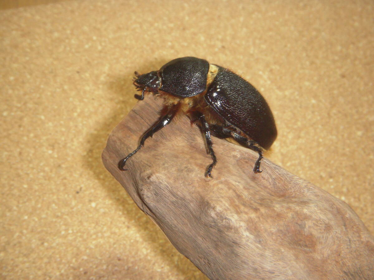Yahoo!オークション - サタンオオカブト ♀1頭 CBF1 約56mm 後食済