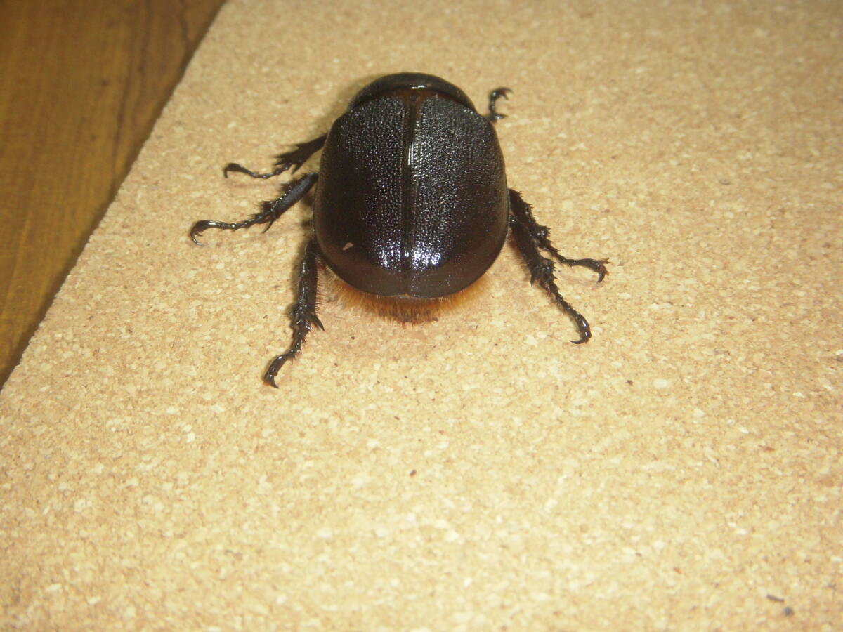 Yahoo!オークション - サタンオオカブト ♀1頭 CBF1 約56mm 後食済