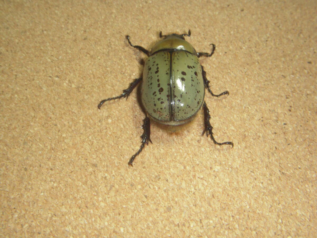 Yahoo!オークション - ティティウスシロカブト 1ペア CBF1 ♂約39mm ♀...