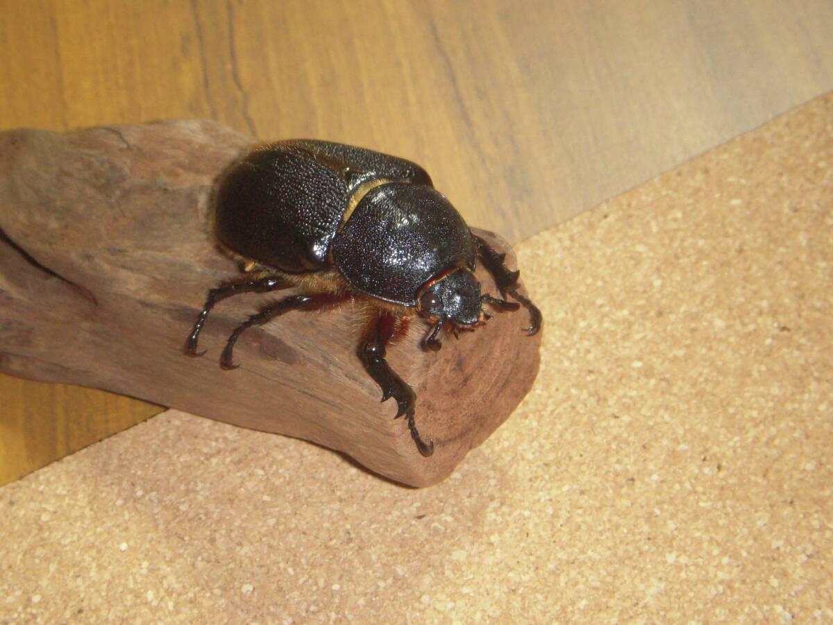 Yahoo!オークション - サタンオオカブト ♀1頭 CBF1 約56mm 後食済