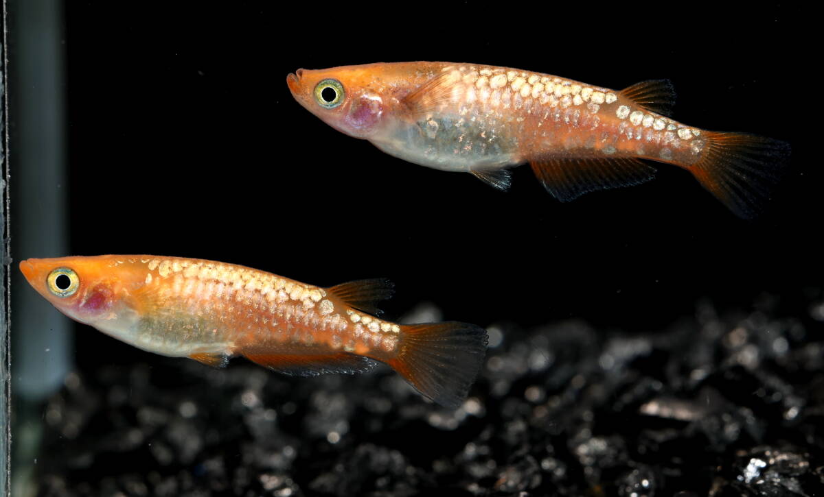 Yahoo!オークション - 【Azuma】 最新品種 紅鱗 画像の1ペア 計2匹