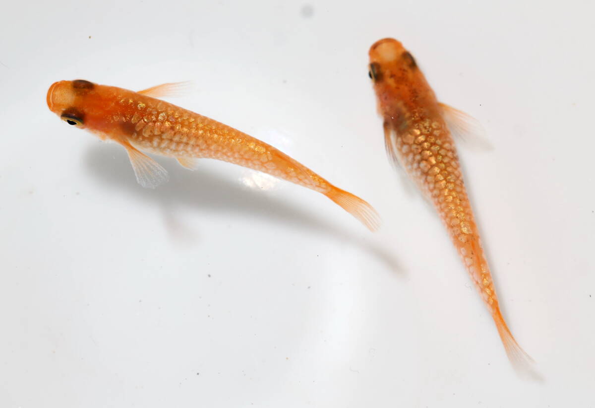 Yahoo!オークション - 【Azuma】 最新品種 紅鱗 画像の1ペア 計2匹