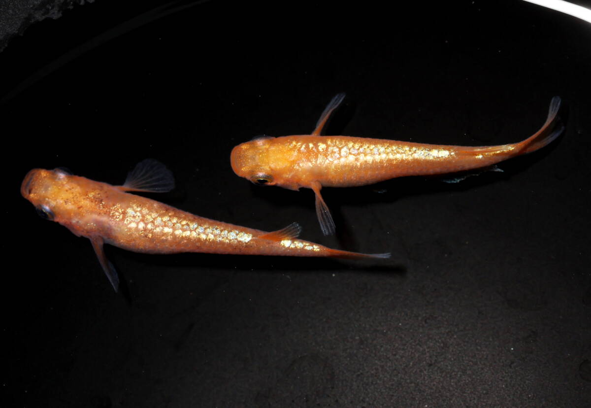 Yahoo!オークション - 【Azuma】 最新品種 紅鱗 画像の1ペア 計2匹