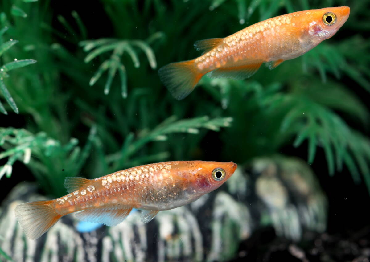 Yahoo!オークション - 【Azuma】 最新品種 紅鱗 画像の1ペア 計2匹