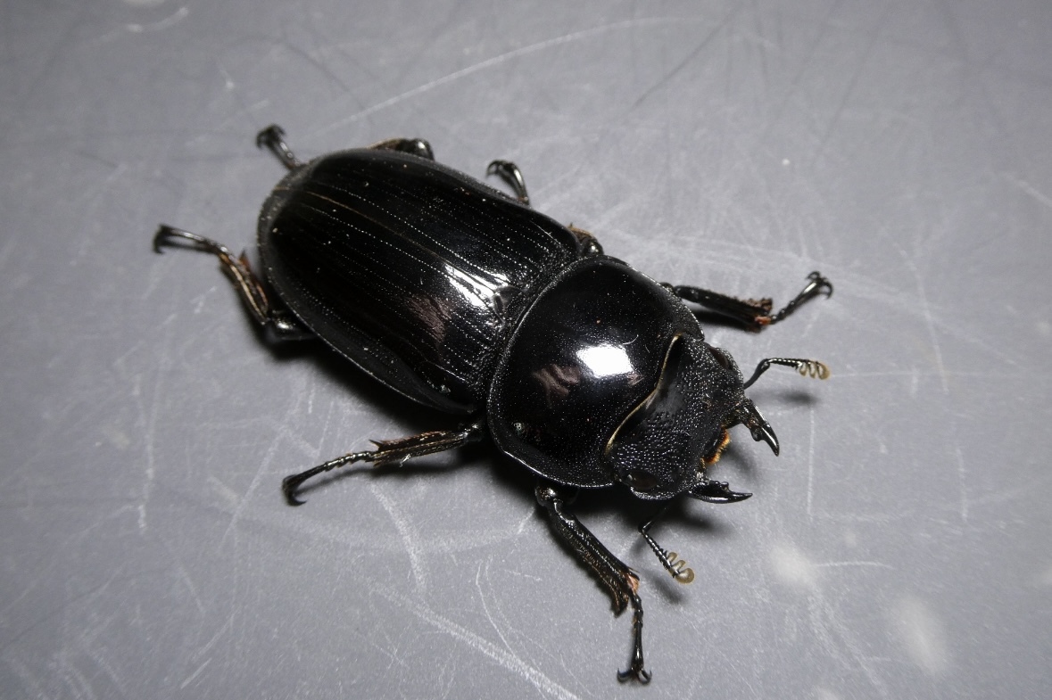 Yahoo!オークション - 【Garda血統】グランディスオオクワガタ 即ブリ ...