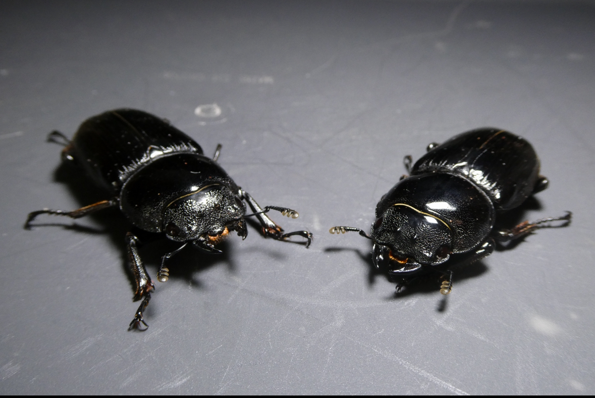 Yahoo!オークション - 【Garda血統】グランディスオオクワガタ 即ブリ ...