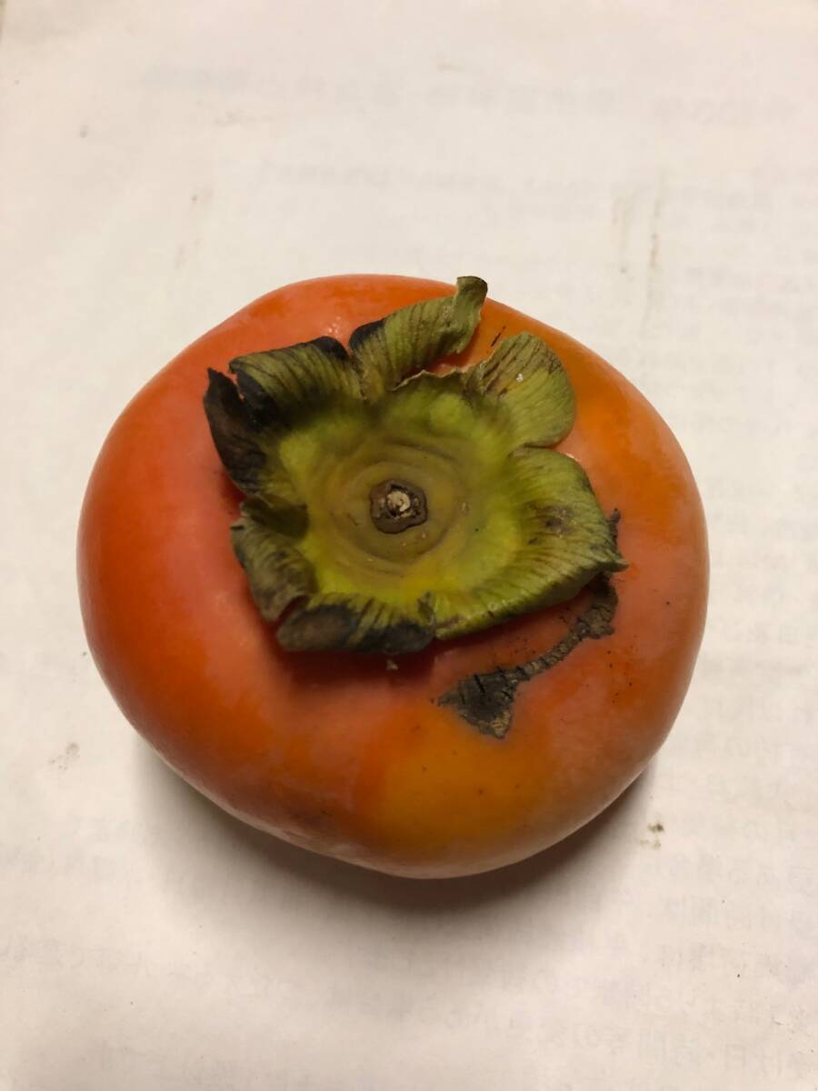 Yahoo!オークション - 値下げ 和歌山産富有柿7.5Kg 柿専業農家直送_G55