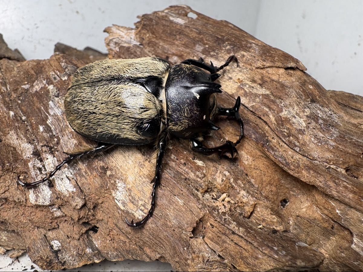 Yahoo!オークション - テルシテスヒメゾウカブトCBF1 ♂♀セット