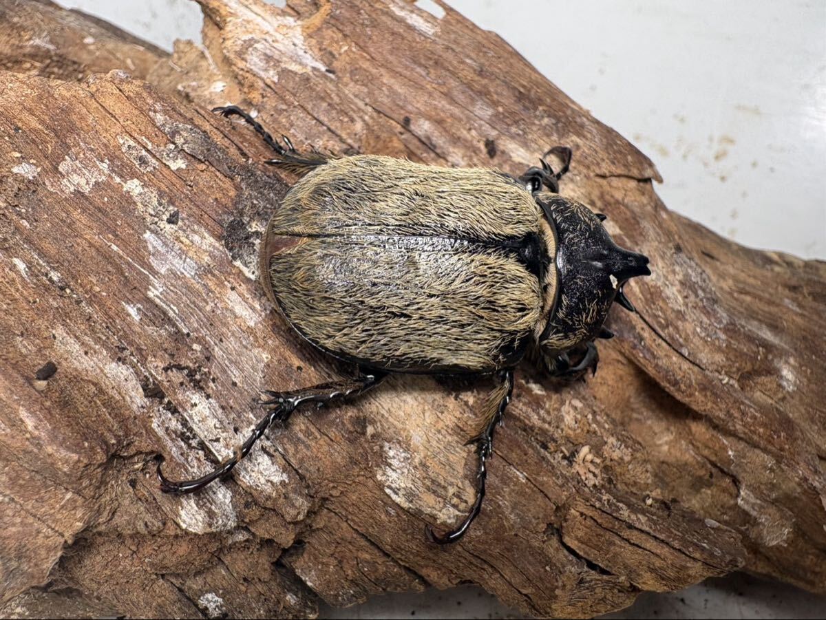 Yahoo!オークション - テルシテスヒメゾウカブトCBF1 ♂♀セット