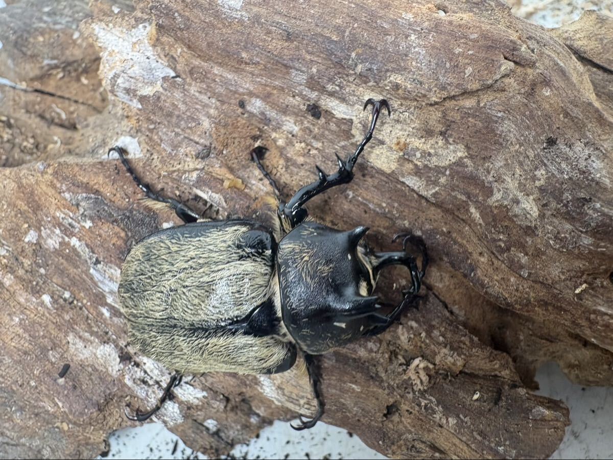 Yahoo!オークション - テルシテスヒメゾウカブトCBF1 ♂♀セット