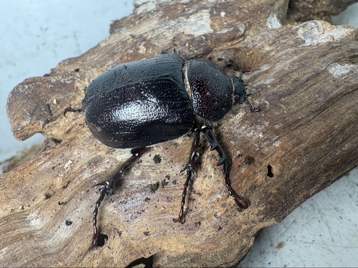 Yahoo!オークション - テルシテスヒメゾウカブトCBF1 ♂♀セット