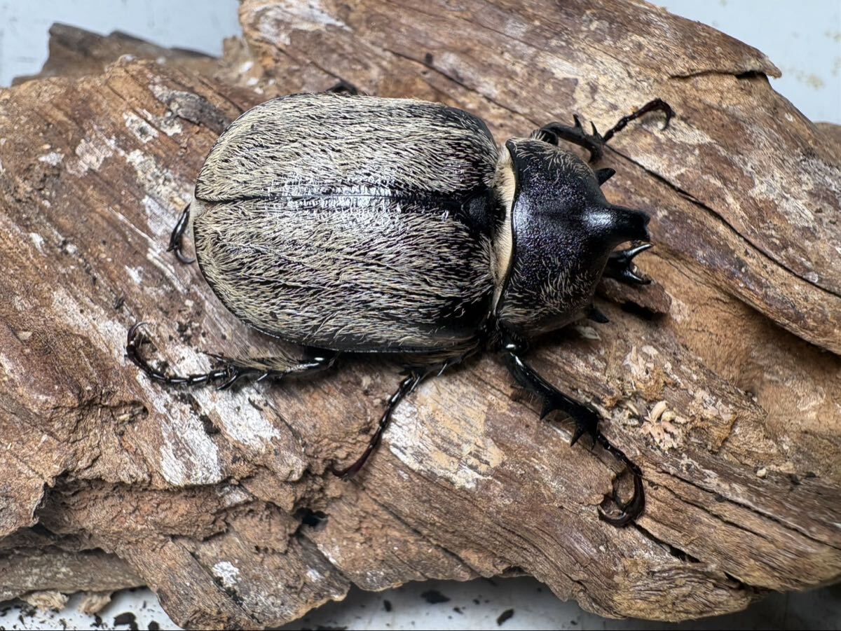 Yahoo!オークション - テルシテスヒメゾウカブトCBF1 ♂♀セット②