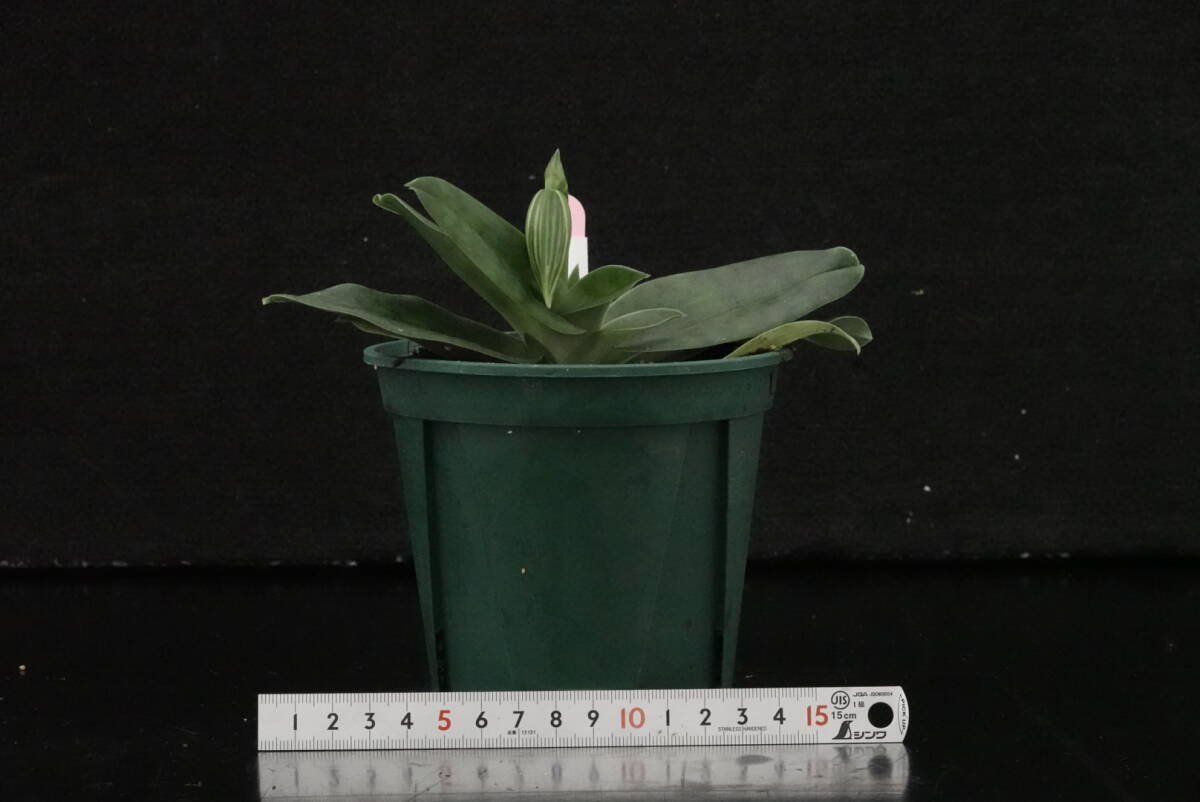 Yahoo!オークション - 初蕾着き株 Paph. wardii fma. album ① 銘花'Gr...