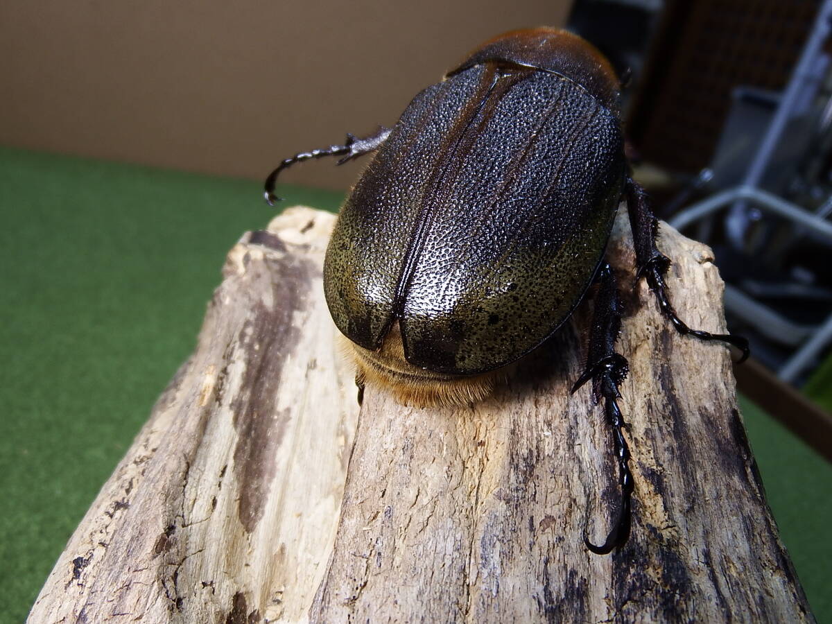 Yahoo!オークション - DHヘラクレス ♀3匹 75mm 72mm 72mm ヘラ...