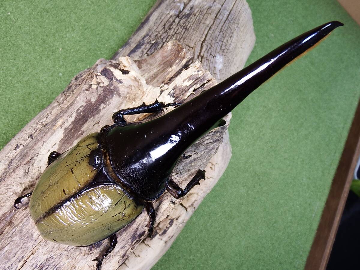 Yahoo!オークション - DHヘラクレス ♂158mm ヘラクレスオオカブト