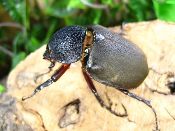 Yahoo!オークション - NO9 コーカサスオオカブト ♂105ミリペアー・ジ...