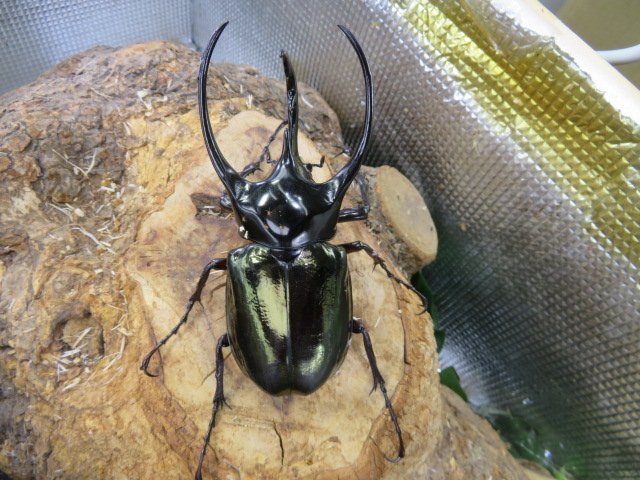 Yahoo!オークション - NO9 コーカサスオオカブト ♂105ミリペアー・ジ...