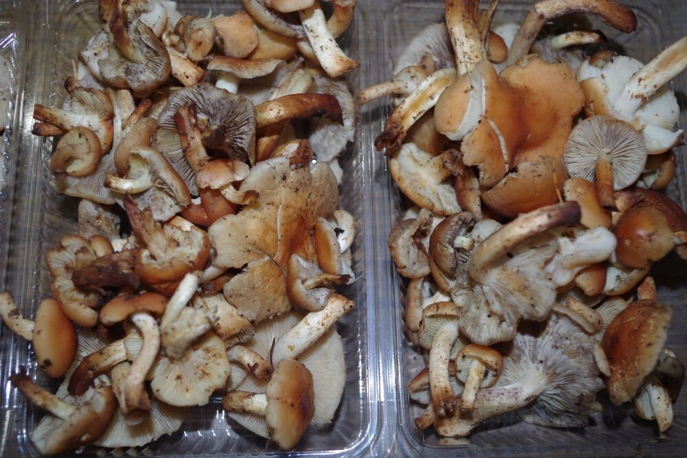 Yahoo!オークション - 北信州天然キノコ 商品名 クリタケ 目方530g ...