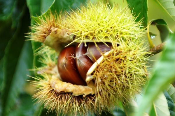 Yahoo!オークション - 長野県 小布施町の小布施栗 Mサイズ 1kg1円～