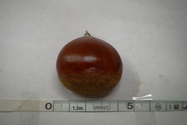 Yahoo!オークション - 長野県 小布施町の小布施栗 Mサイズ 1kg1円～