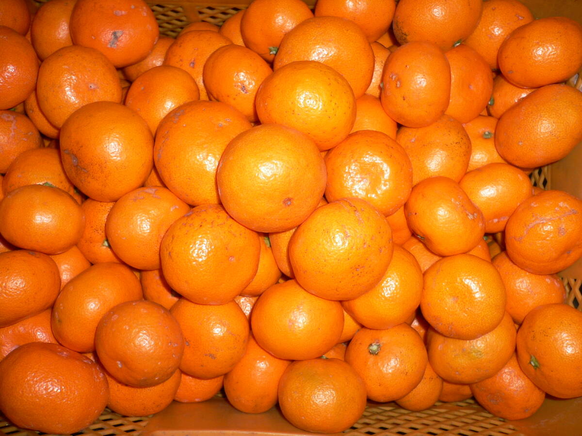 Yahoo!オークション - 厳選 紀州 有田ミカン 早生 Mサイズ 赤秀 5kg