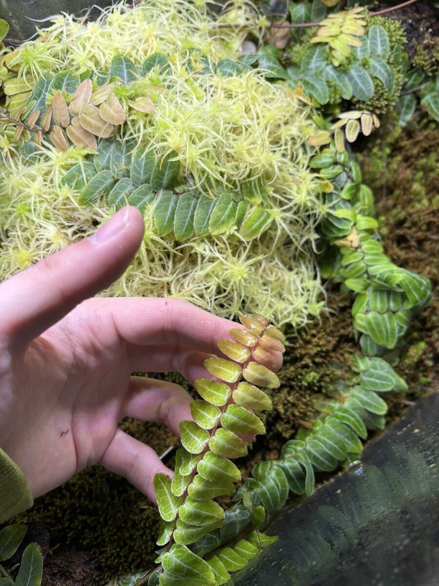 Yahoo!オークション - 【tanakay便】マルクグラビア marcgravia sp. Iq...