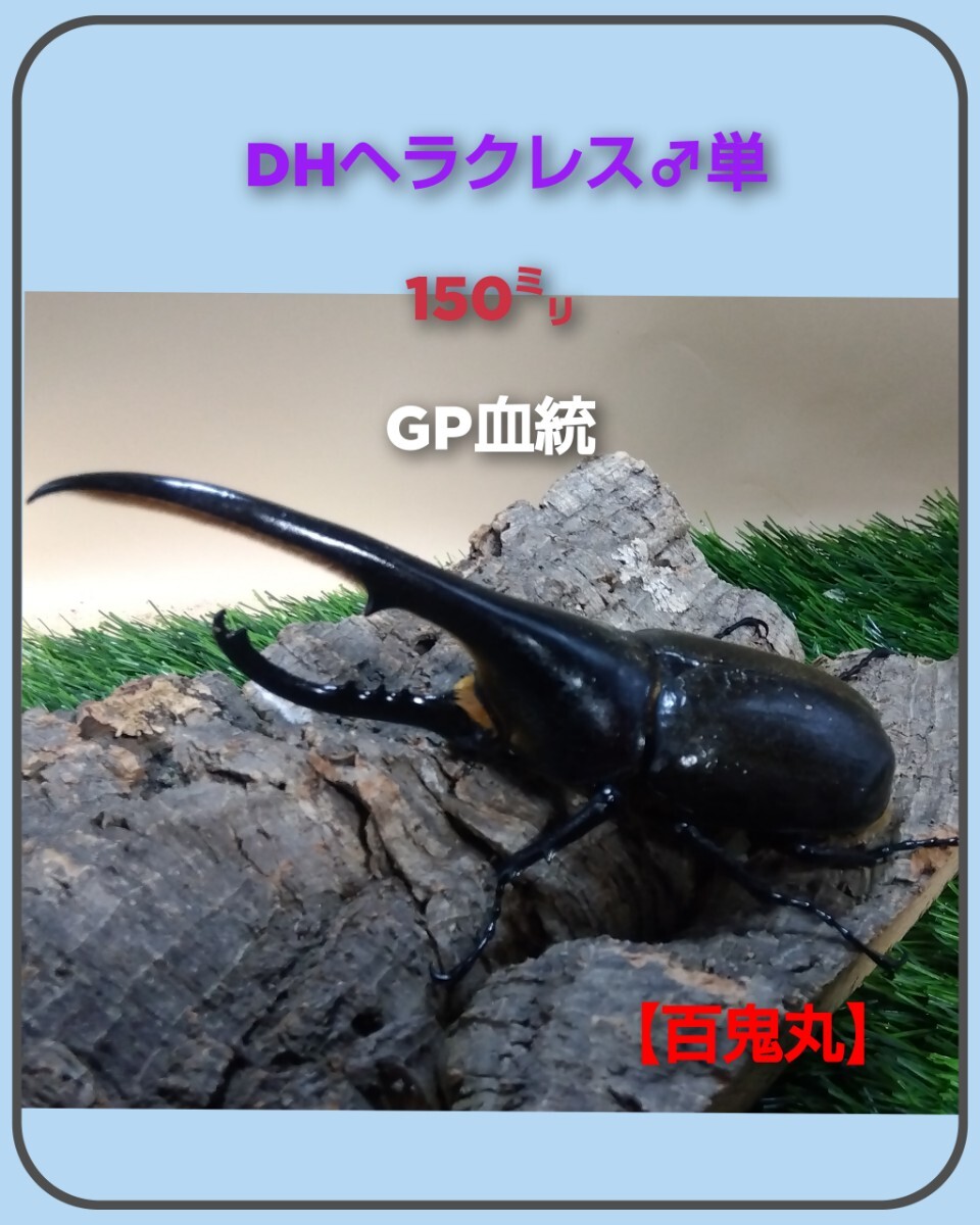 Yahoo!オークション - 【百鬼丸】DHヘラクレス150㍉ ♂単 GP血統ヘラク...