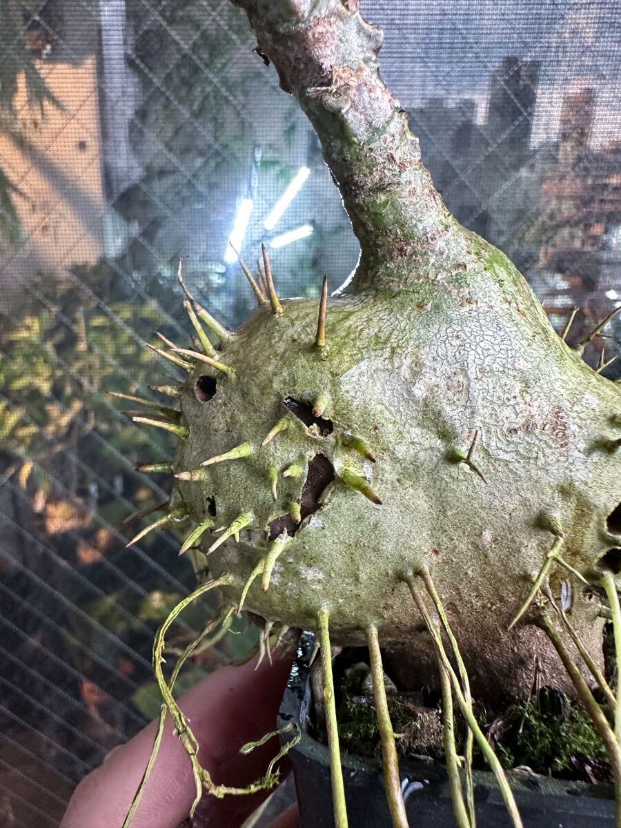 Yahoo!オークション - アリ植物 あり植物 蟻植物 ②