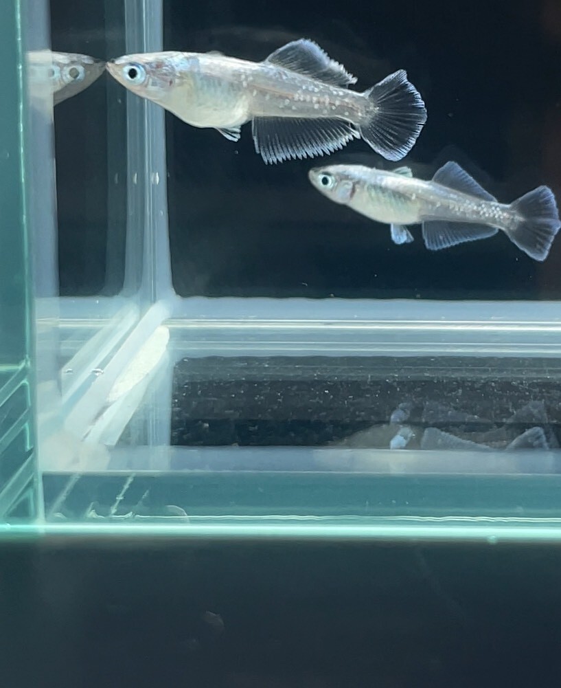 Yahoo!オークション - フロマージュ体外光の光体系×オリジナル メダ...