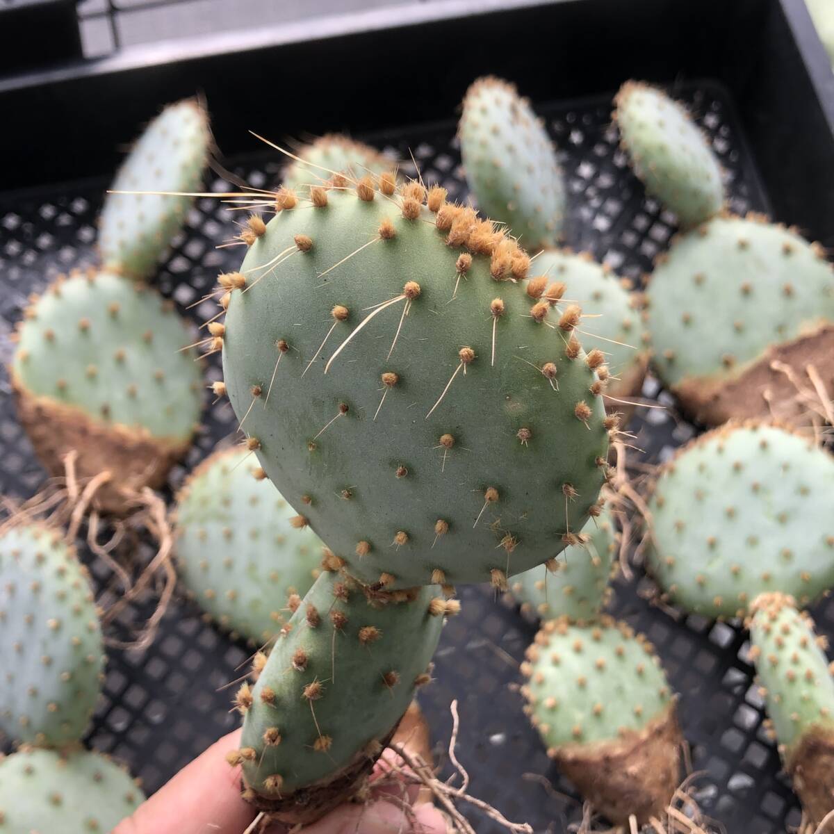 Yahoo!オークション - Top【整った株】サボテン10個 2025-1111-D289 ...