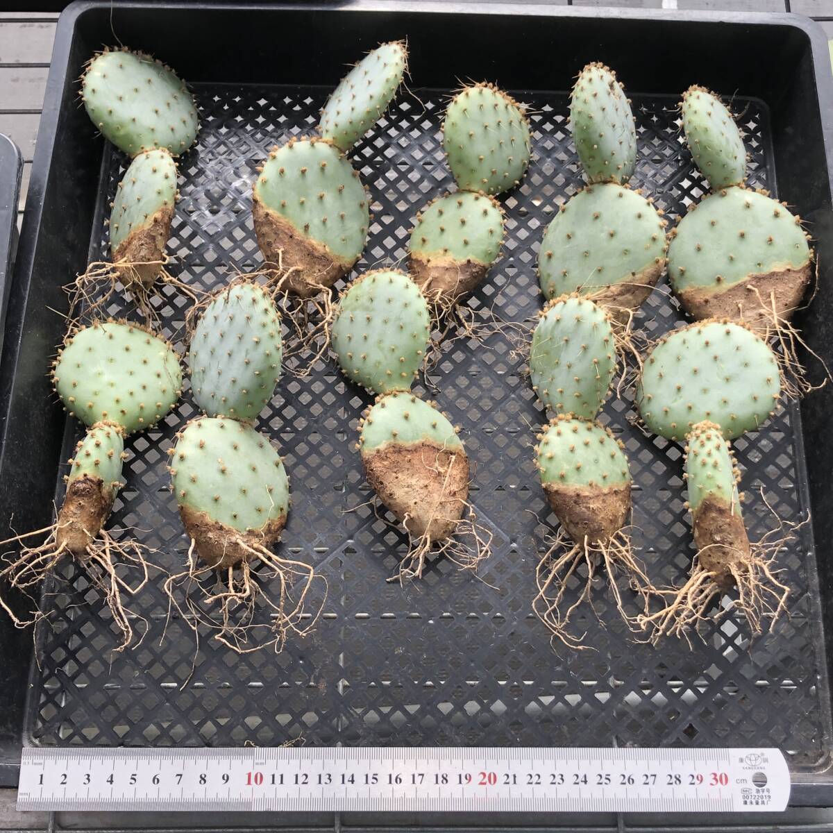 Yahoo!オークション - Top【整った株】サボテン10個 2025-1111-D289 ...