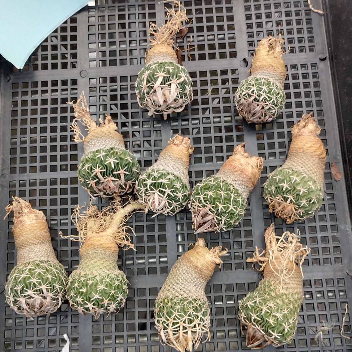 Yahoo!オークション - サボテン10個 2025-1031-QYTSP-009 エキノフォス...