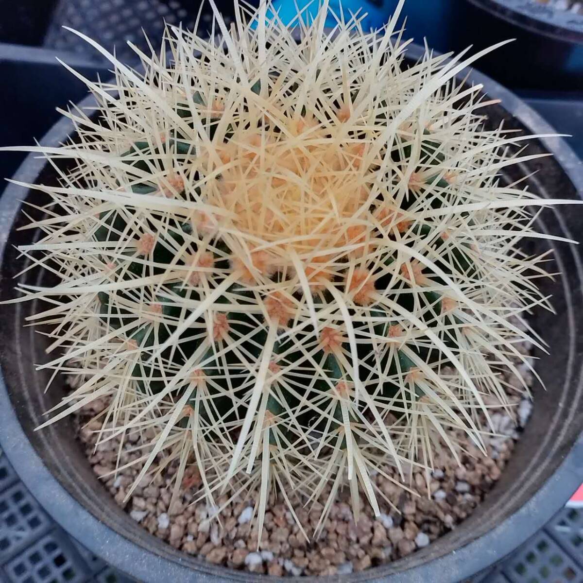 Yahoo!オークション - サボテン3個 2025-1031-QYTSP-088 金鯱 鉢無し/...