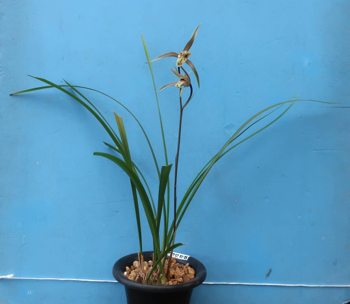 Yahoo!オークション - 寒蘭-25406-4HB 32 素光×日章旗 開花 交配種