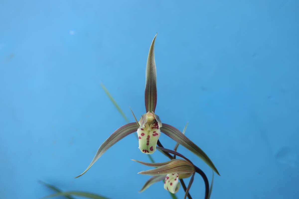 Yahoo!オークション - 寒蘭-25406-4HB 32 素光×日章旗 開花 交配種