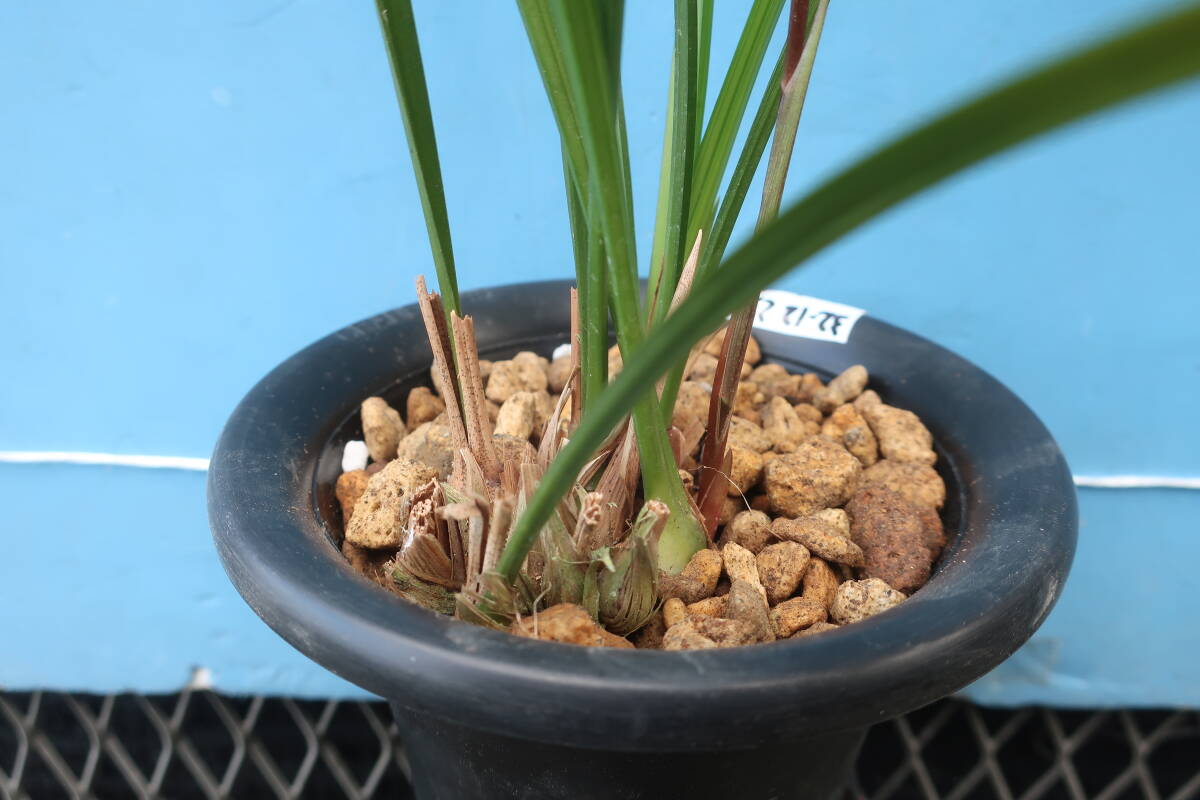 Yahoo!オークション - 寒蘭-25406-4HB 32 素光×日章旗 開花 交配種