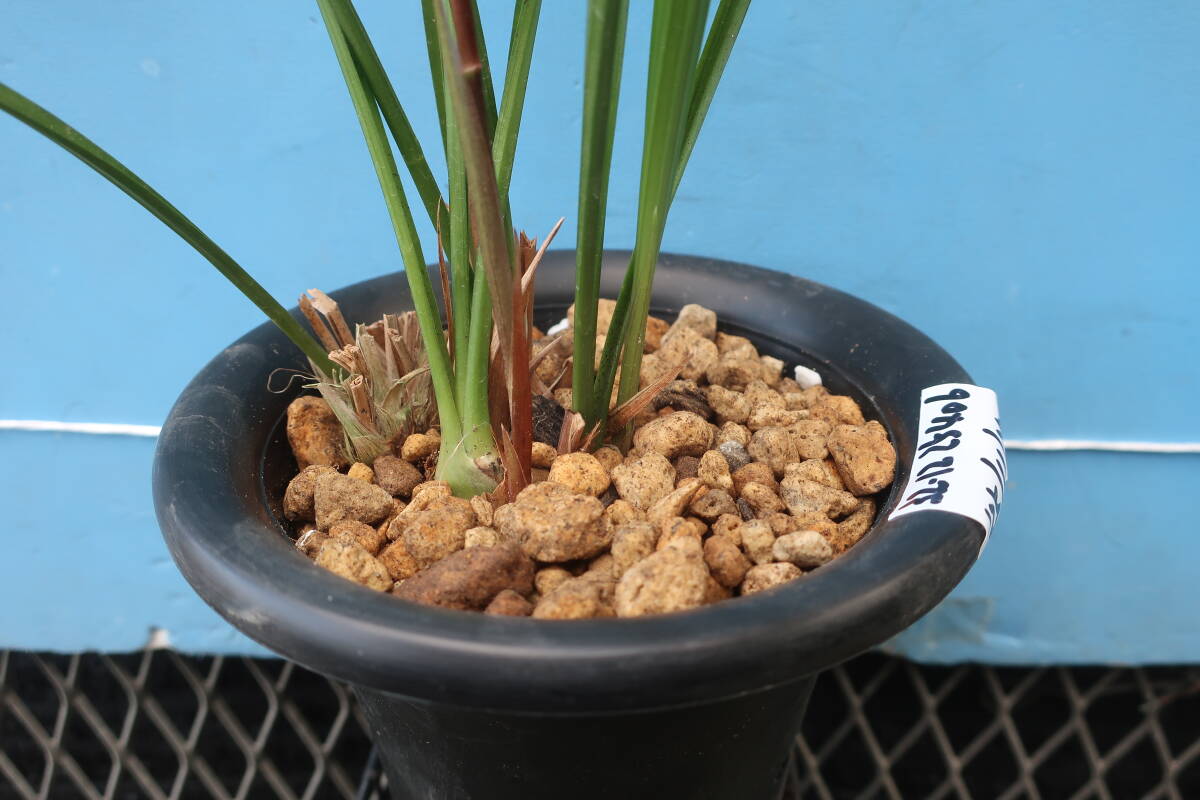 Yahoo!オークション - 寒蘭-25406-4HB 32 素光×日章旗 開花 交配種