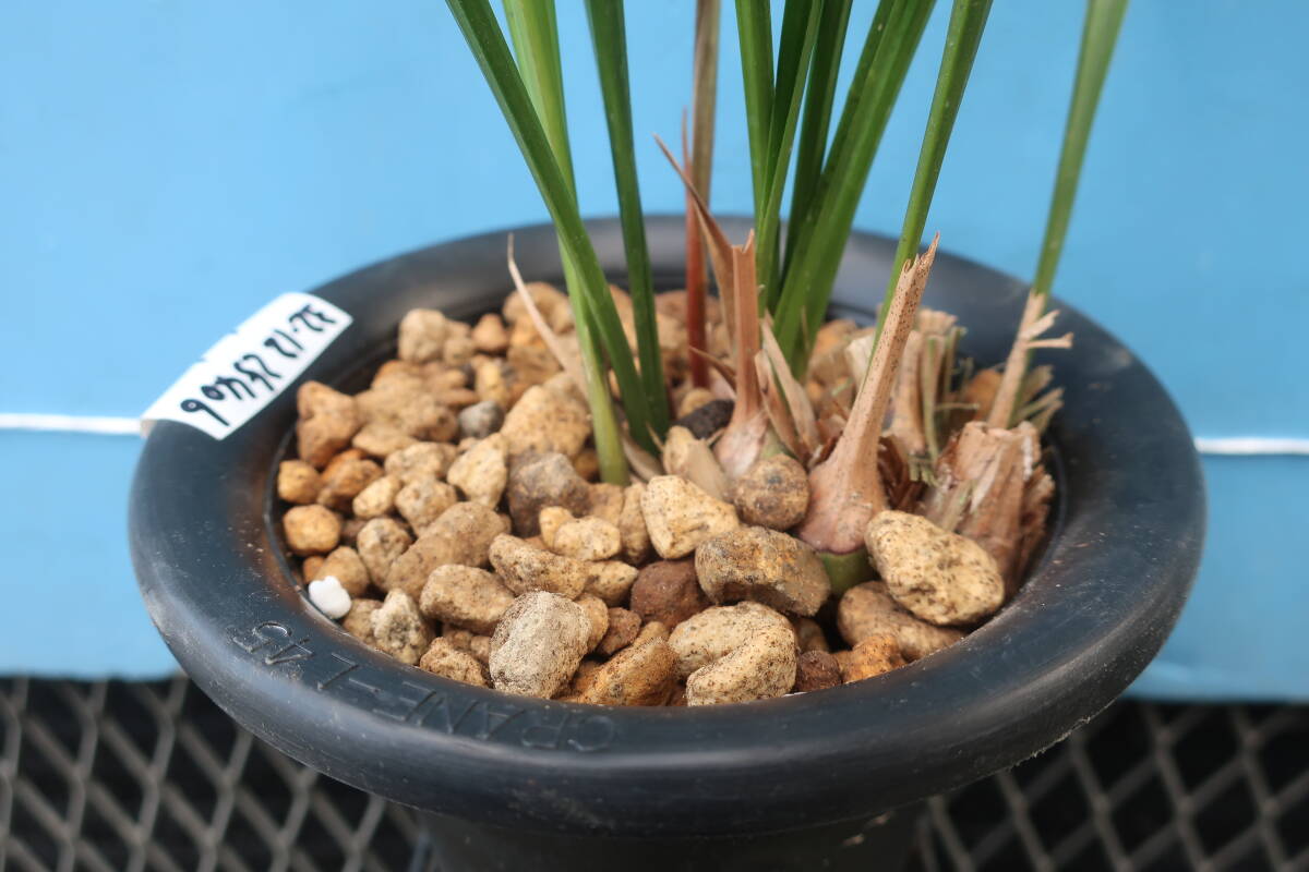 Yahoo!オークション - 寒蘭-25406-4HB 32 素光×日章旗 開花 交配種