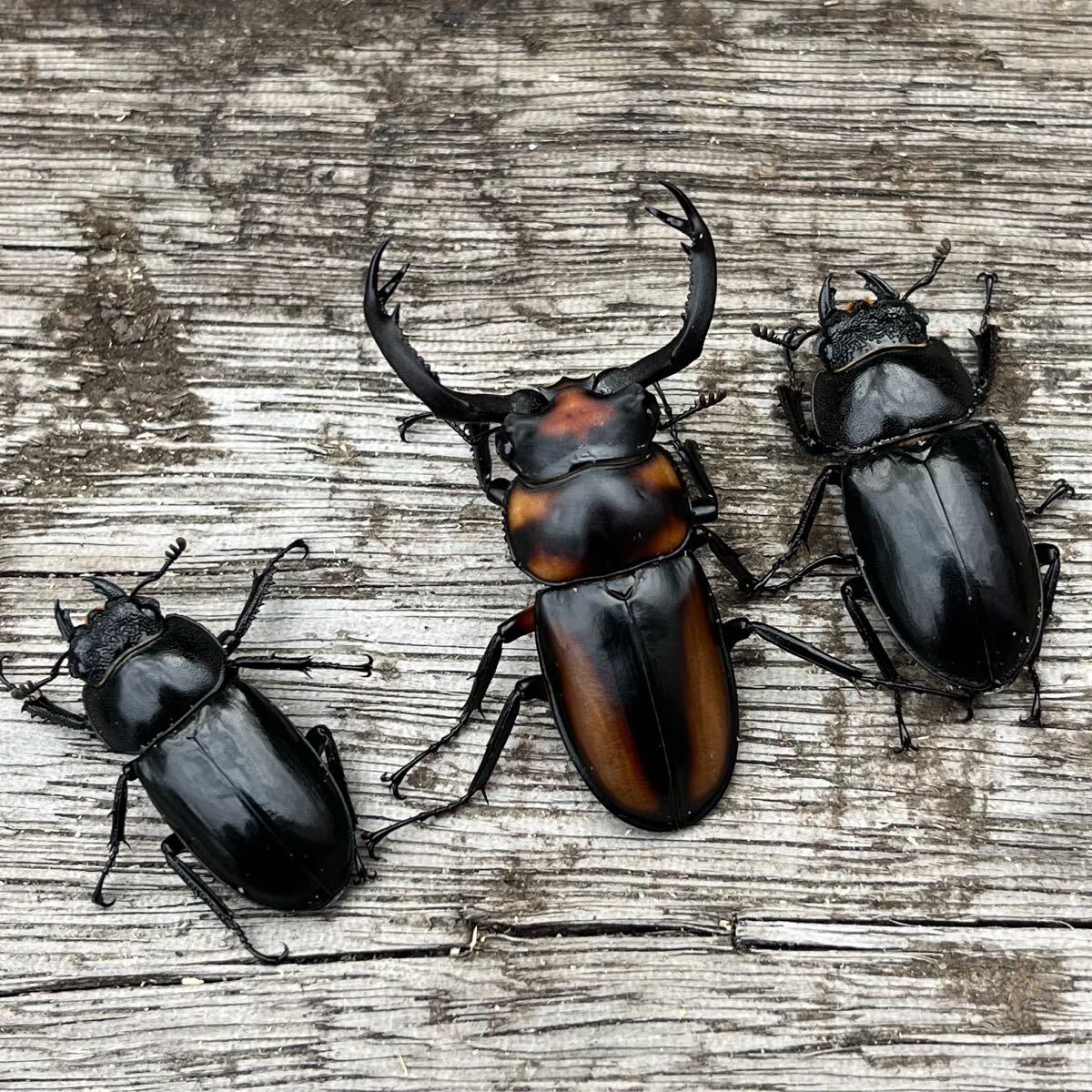 Yahoo!オークション - スペキオススシカクワガタ ペア 即ブリ♂48.2mm...