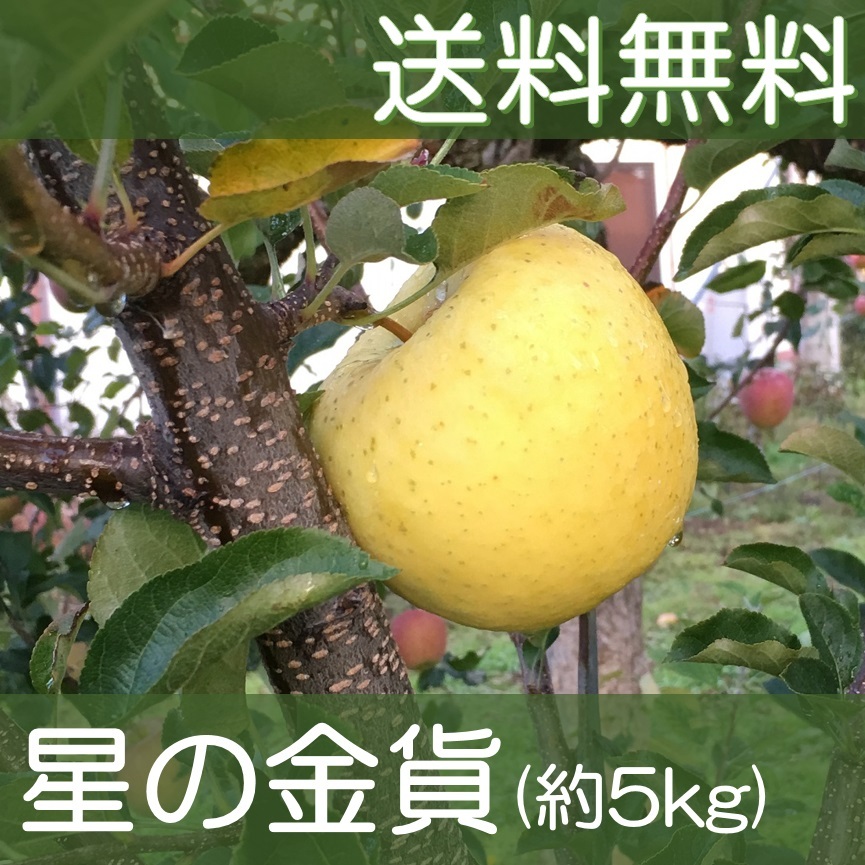 Yahoo!オークション - 送料無料 福島産りんご 星の金貨 約5kg(22)