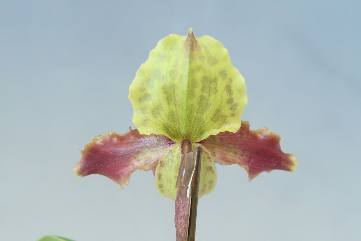 Yahoo!オークション - 値引き再出品 洋蘭 原種 パフィオ TA13245 TB19-...