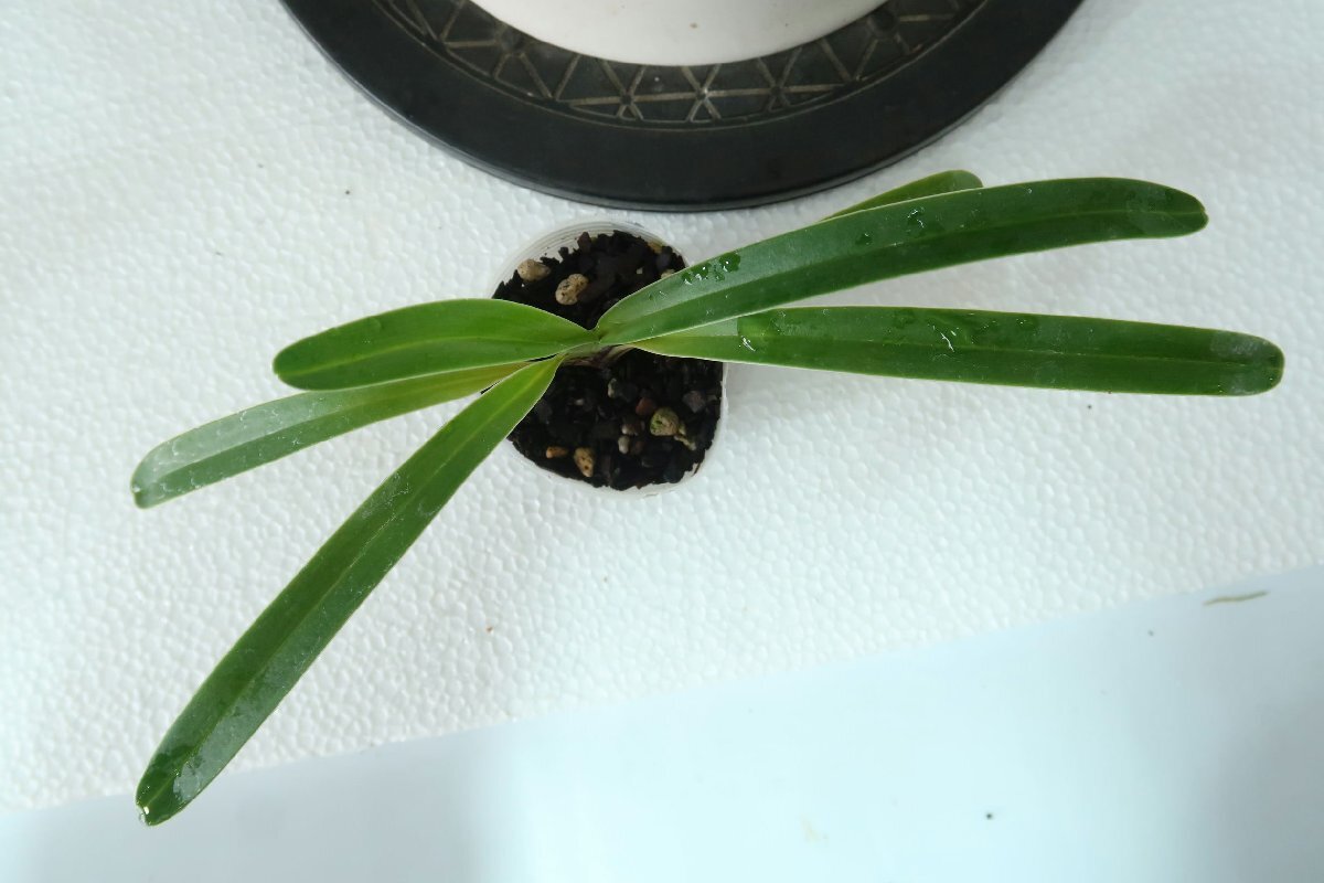 Yahoo!オークション - 洋蘭 原種 パフィオ TA13305 TB19-96 Paph. barb...