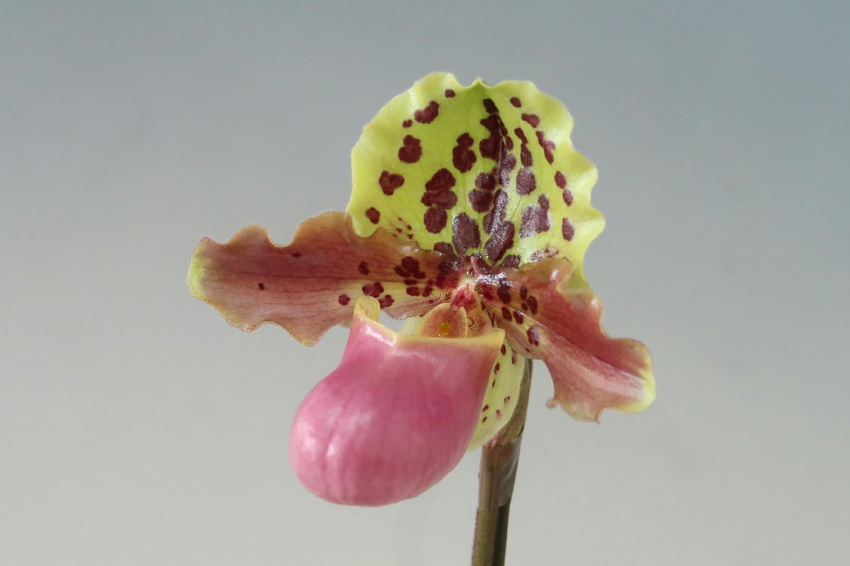 Yahoo!オークション - 値引き再出品 洋蘭 原種 パフィオ TA13251 TB19-...